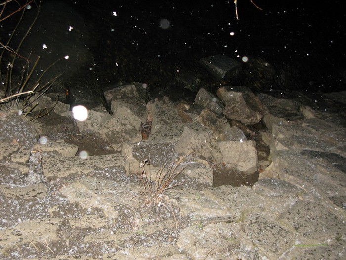 Pražské nutrie :: Příroda a životní prostředí Praha 4